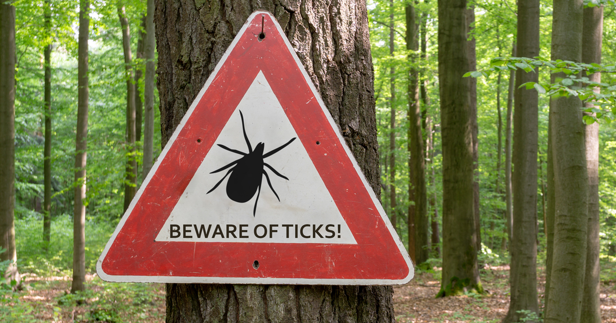Tick Safety Guide: Tick Checks, Removal, and Symptoms to Know